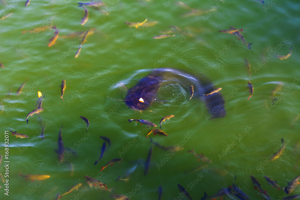 Fish catfish and ide live in ponds to cool the Chernobyl nuclear power ...
