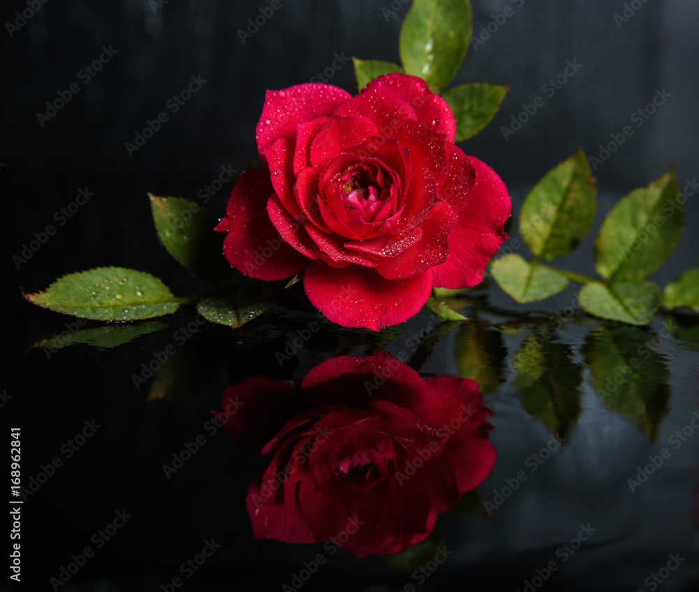 Wonderful red rose with water drops and reflection on black background ...