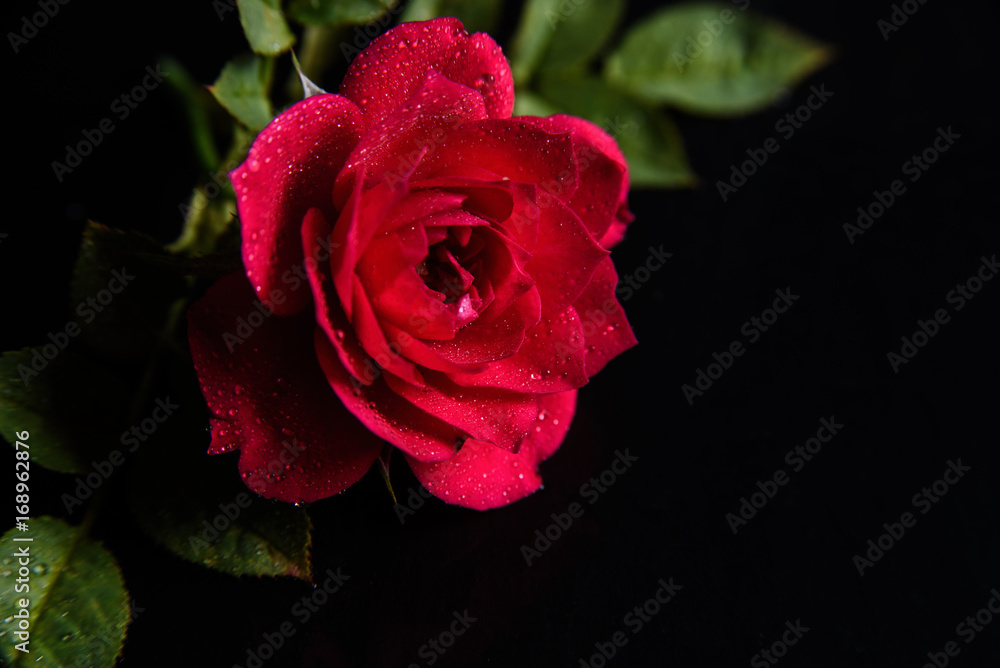 Wonderful red rose with water drops on black background with copy space ...
