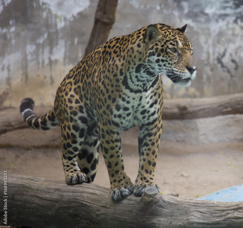 Indo Chinese Leopard