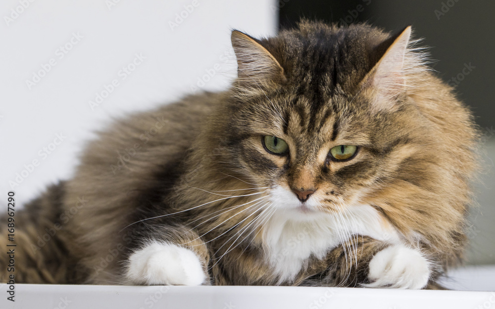 White Tabby Siberian Cat