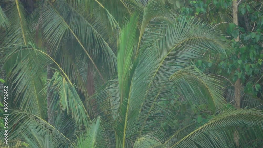 SLOW MOTION, CLOSE UP: Detail of raindrops falling down on lush green ...