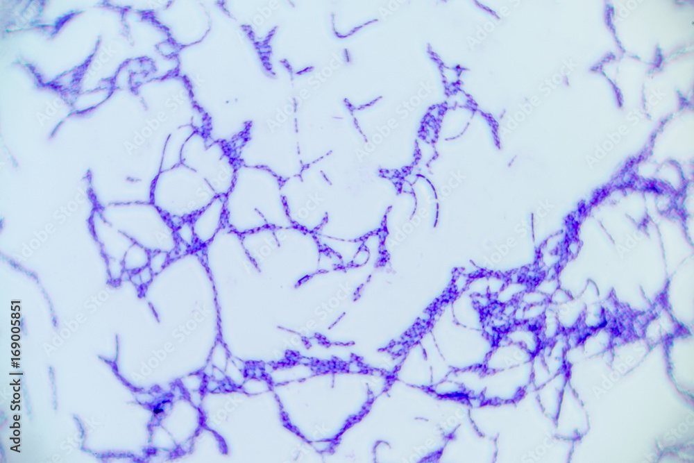 Fototapeta mapa świata dla dzieci Bacillus is a genus of gram-positive ...