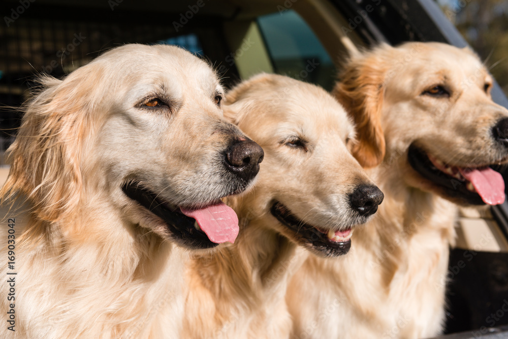 3 golden retrievers smiling in the back of a 4x4 car Stock Photo ...