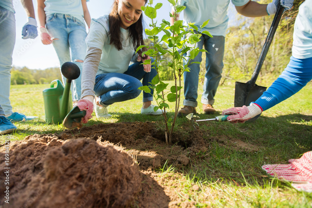 group of volunteers hands planting tree in park Stock Photo | Adobe Stock