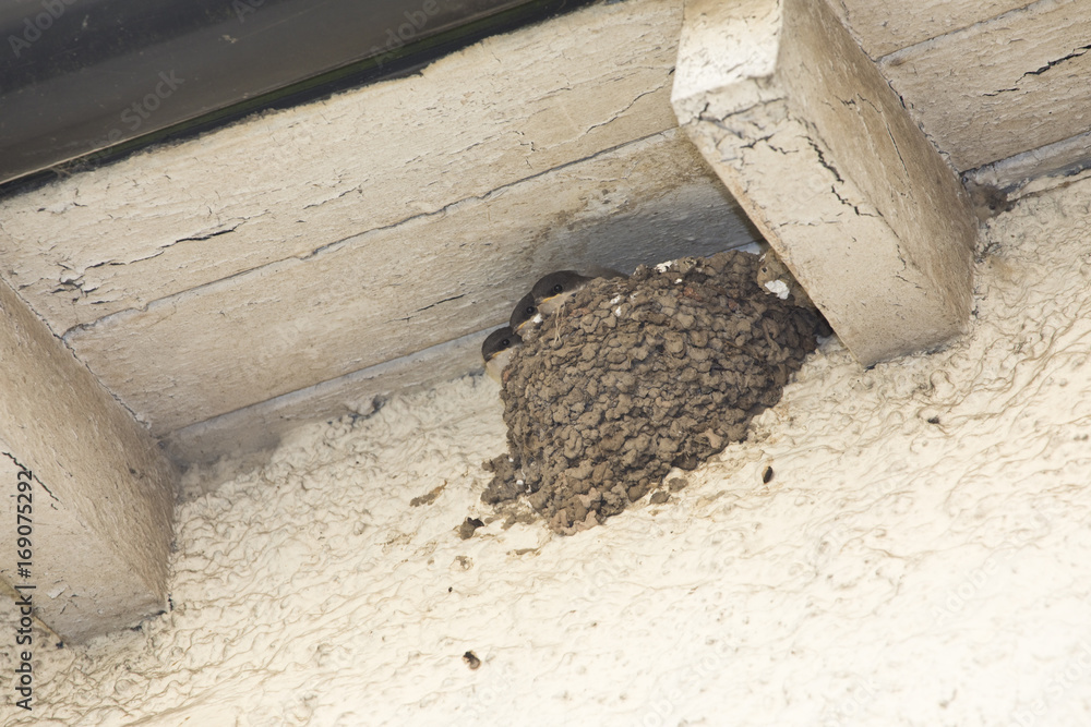 House Martin chicks Stock Photo | Adobe Stock