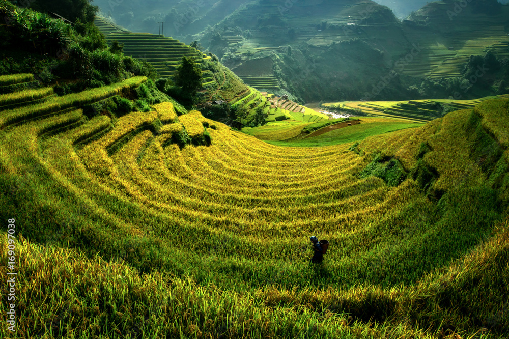 Mu Cang Chai, Vietnam landscape terraced rice field near Sapa. Mu Cang ...