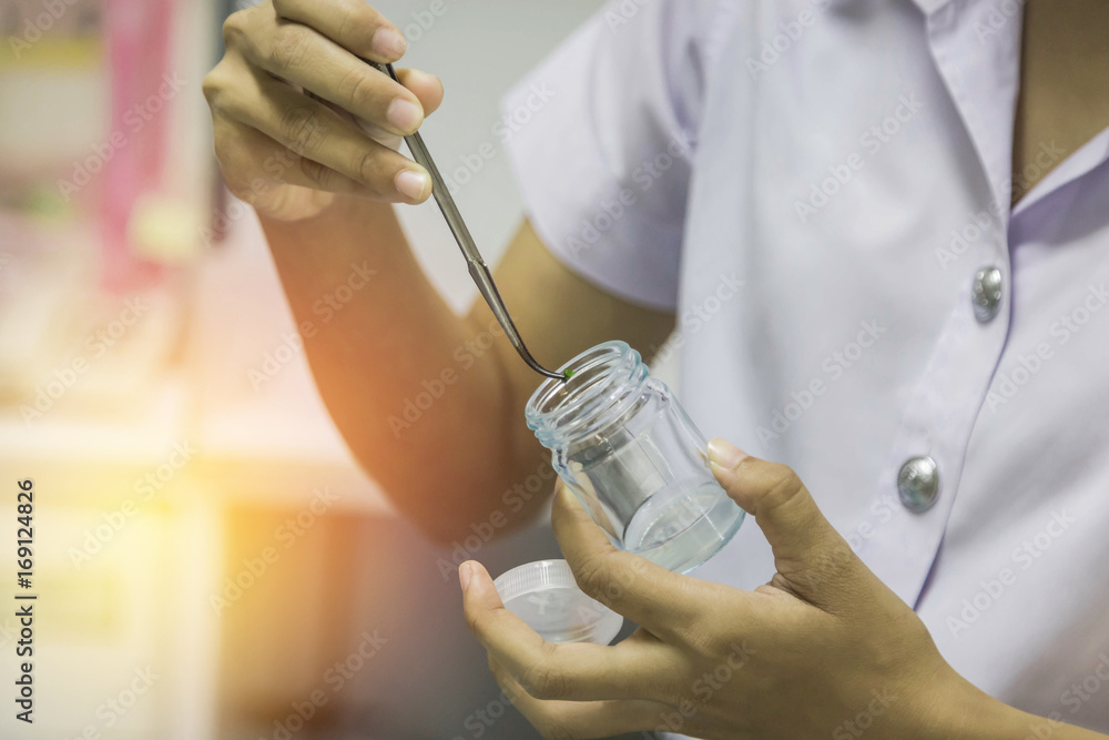 student girl biotechnology using forceps for small pieces plant tissue ...