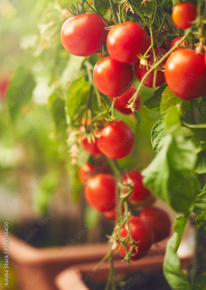 Fresh ripe red tomatoes hanging on the vine in a greenhouse Stock Photo ...