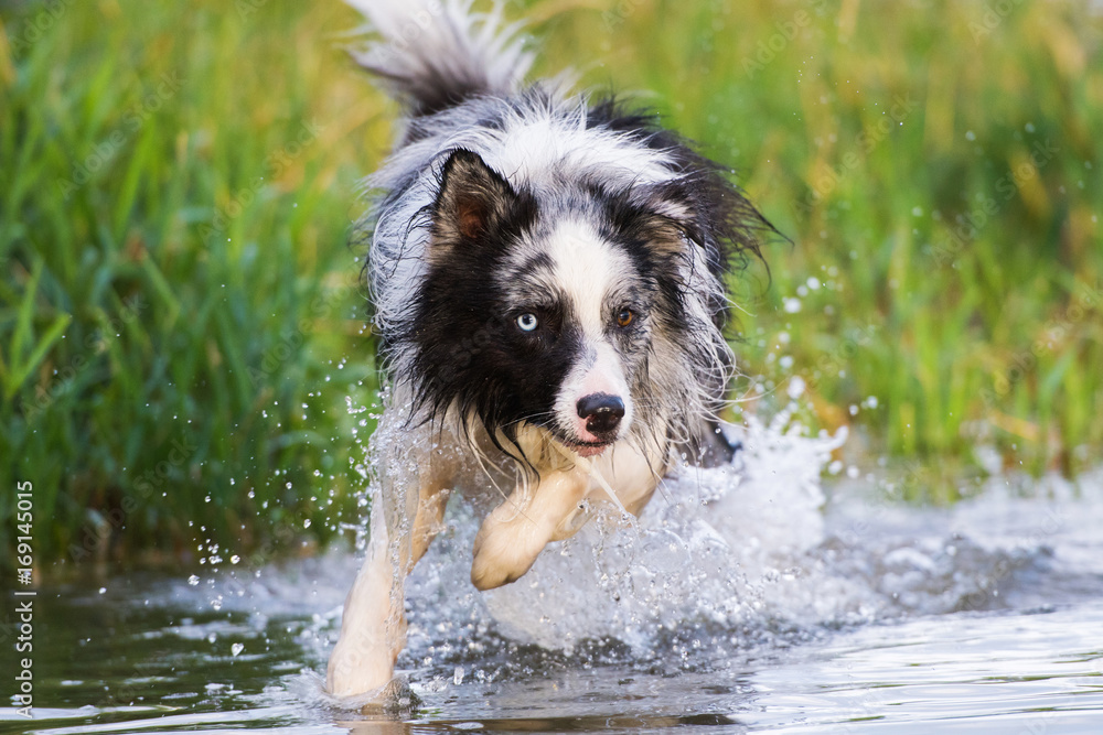 Hund springt ins Wasser Stock-Foto | Adobe Stock