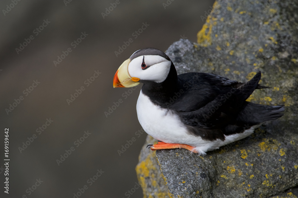 Horned Puffin Baby