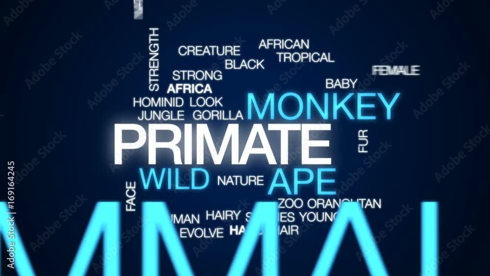 Primate animated word cloud, text design animation. Stock Video | Adobe ...