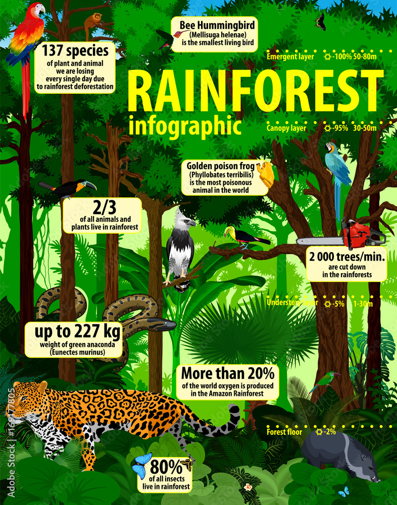 rainforest jungle infographic with animals - vector illustration Stock ...