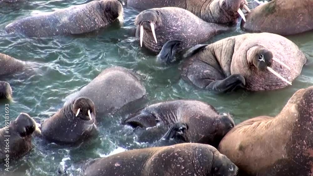 Group of walruses rest in water of Arctic Ocean on New Earth in Russia ...