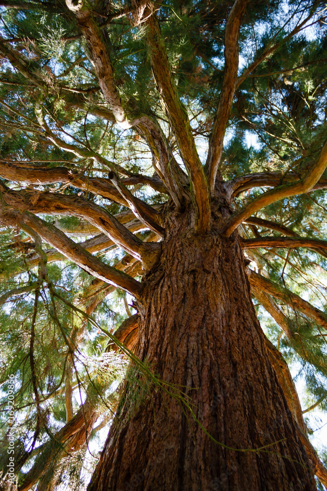 Impressive mammoth tree with sun rays breaking through the deciduous ...