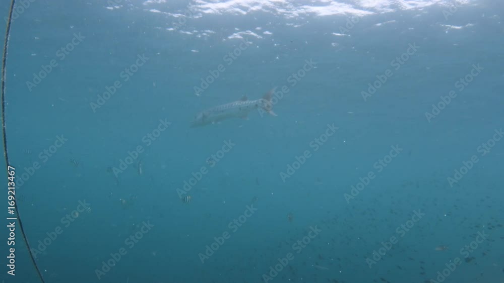 A wide shot of the sea and dolly shot forward to get near one big fish ...