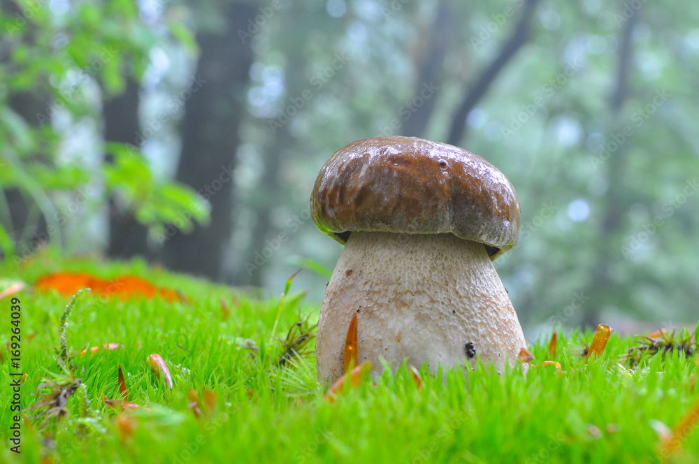 Boletus reticulatus or Boletus aestivalis, commonly known as the summer ...