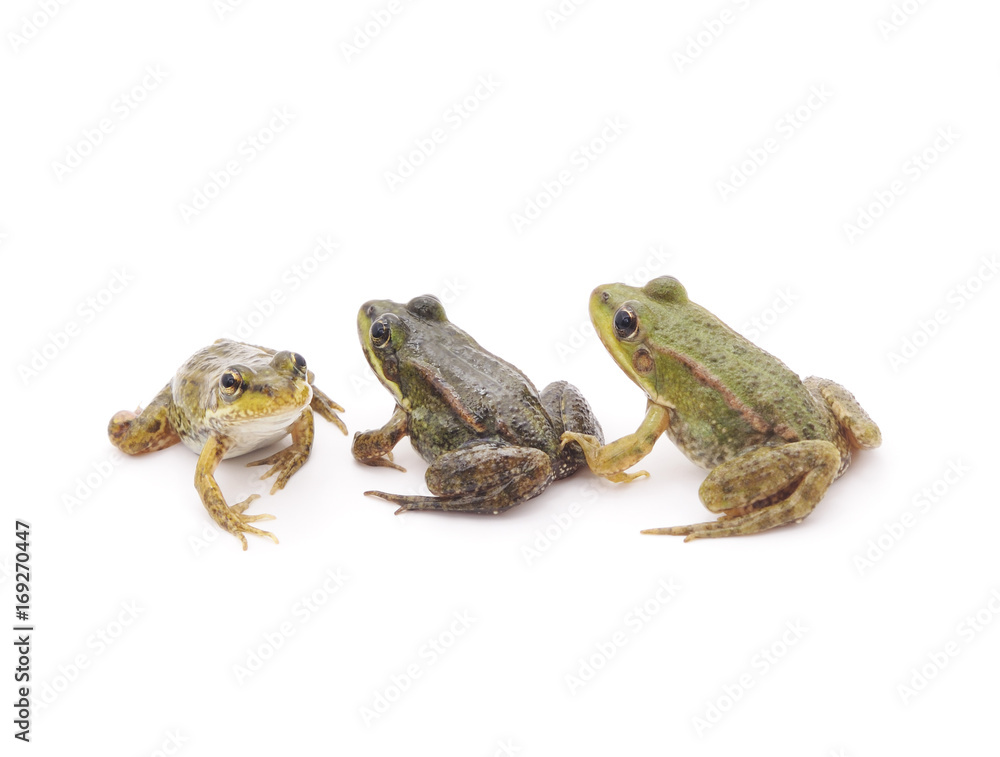 Little frogs. Stock Photo | Adobe Stock