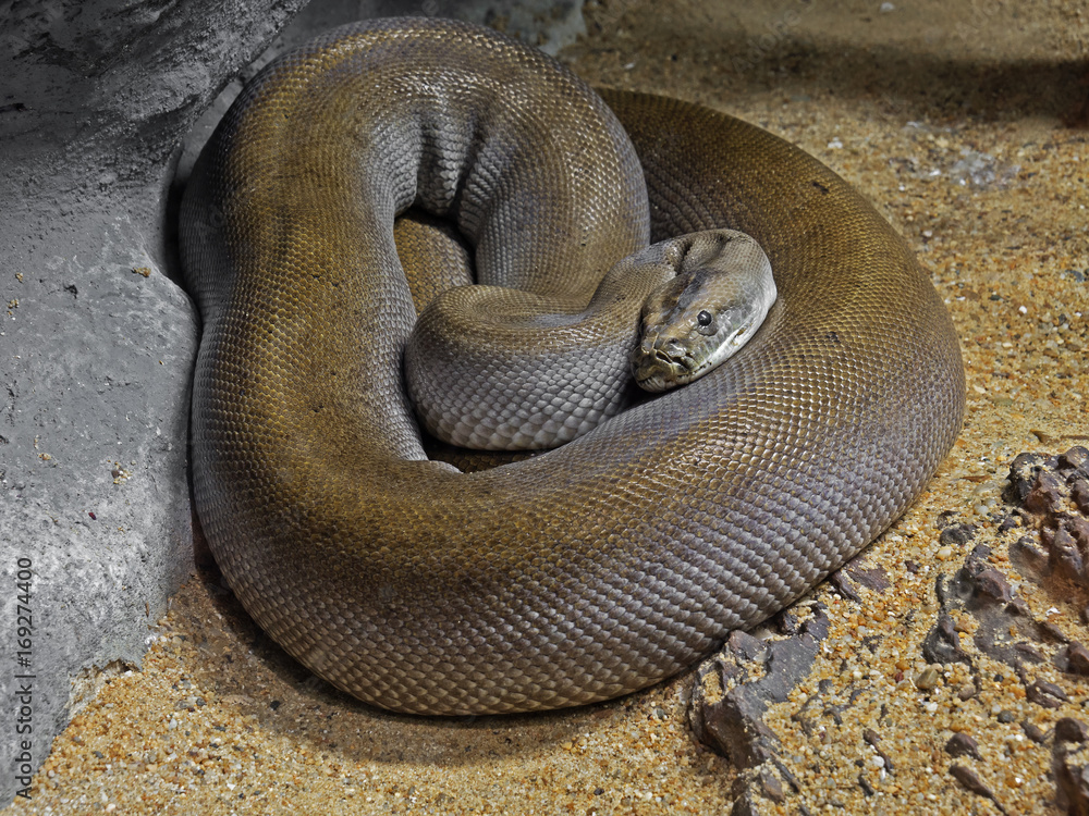 Patternless Green Burmese Python on Sand Stock-Foto | Adobe Stock