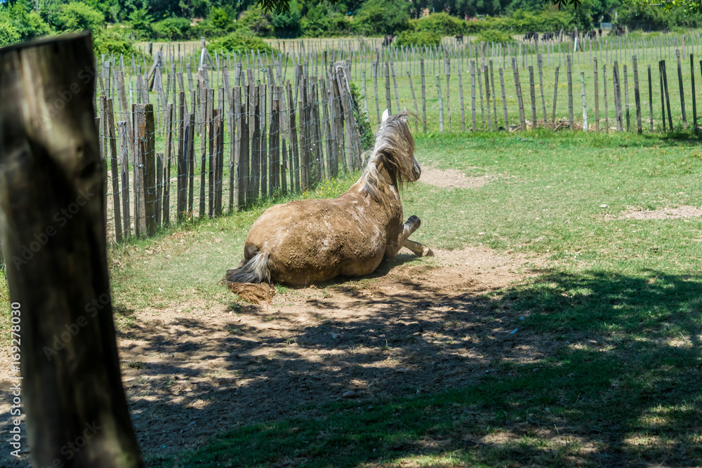 Cheval qui se roule dans l'herbe et la poussière. Stock Photo | Adobe Stock
