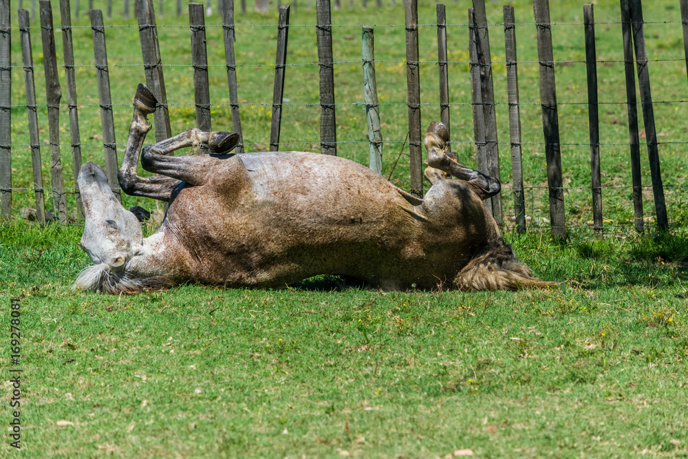 Cheval qui se roule dans l'herbe et la poussière. Stock Photo | Adobe Stock
