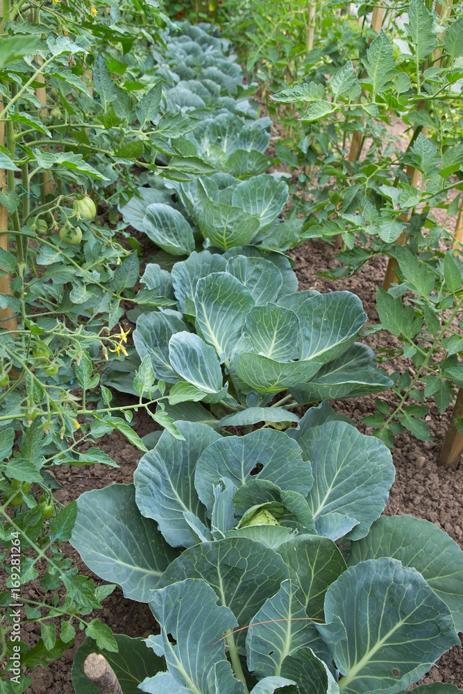 Choux cabus Stock Photo | Adobe Stock