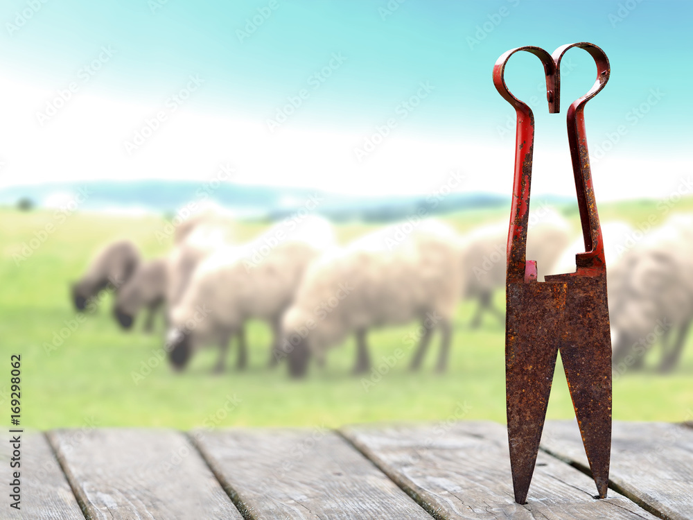 Still life with old rusty scissors for shearing sheep on a wooden table ...