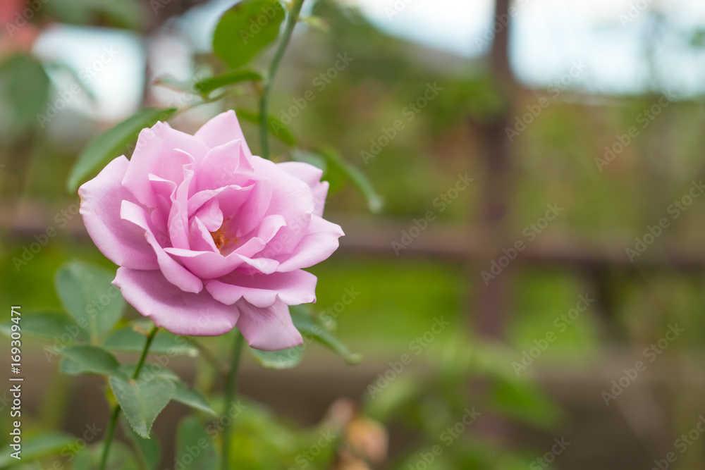 Madame Violet; Hybrid Tea Rose, Violet Rose Made by Teranishi in Japan ...