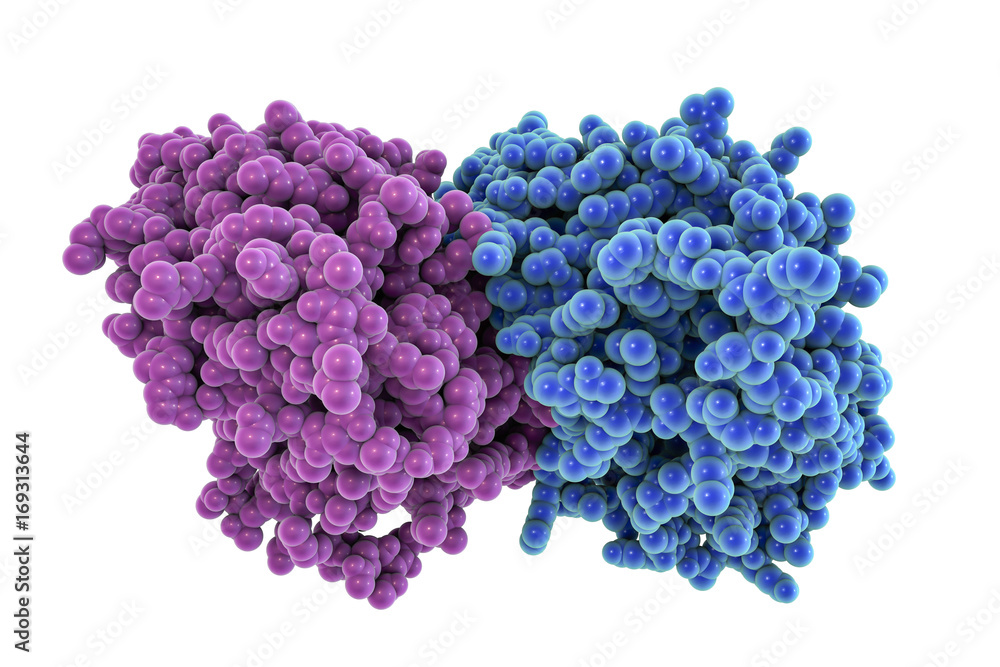 Tubulin isolated on white background, 3D illustration. Polymers of ...