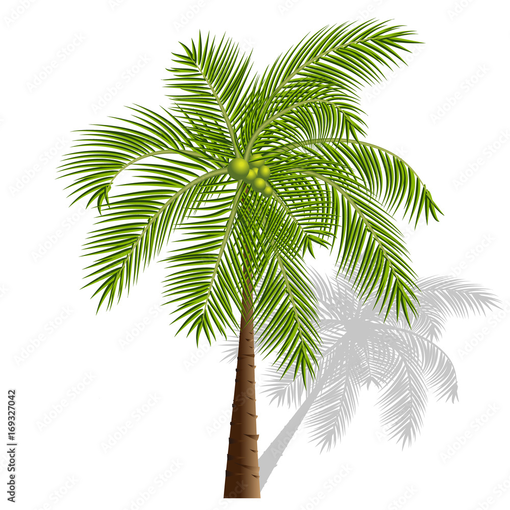 Vector illustration of a palm tree on a transparent background Stock ...