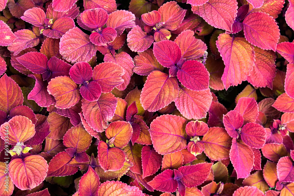 Pink Coleus