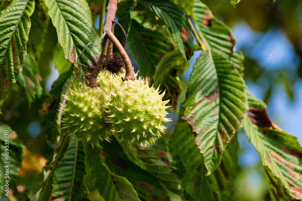 Conkers ripening in their protective shells on the horse chestnut tree ...