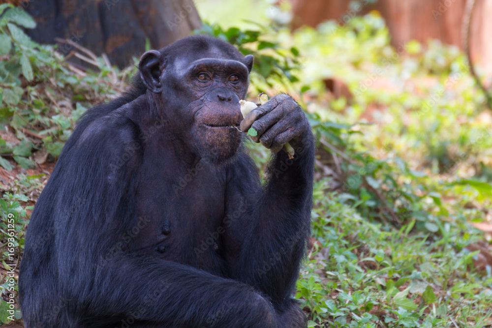 Chimpanzees Eating Bananas