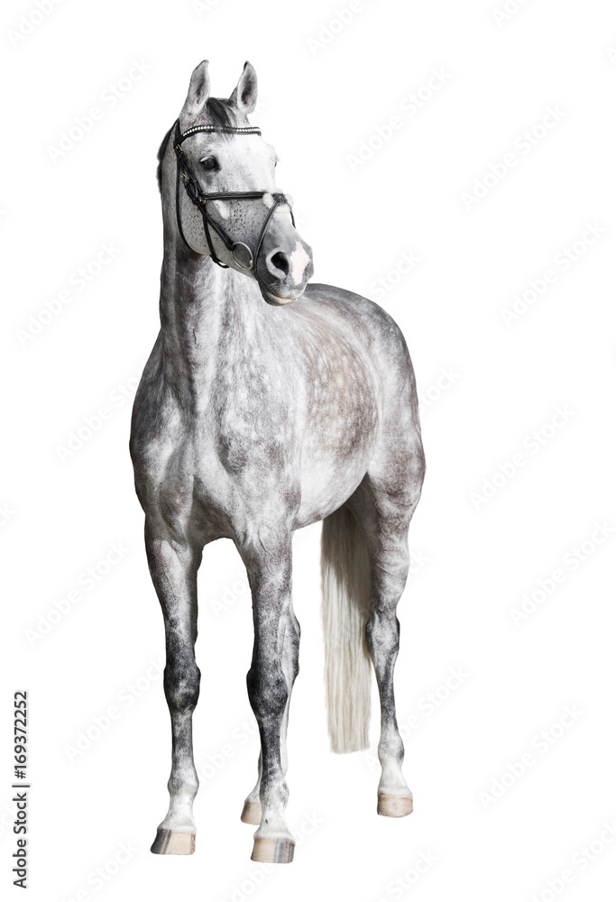 weisses Reitpferd freigestellt Stock-Foto | Adobe Stock