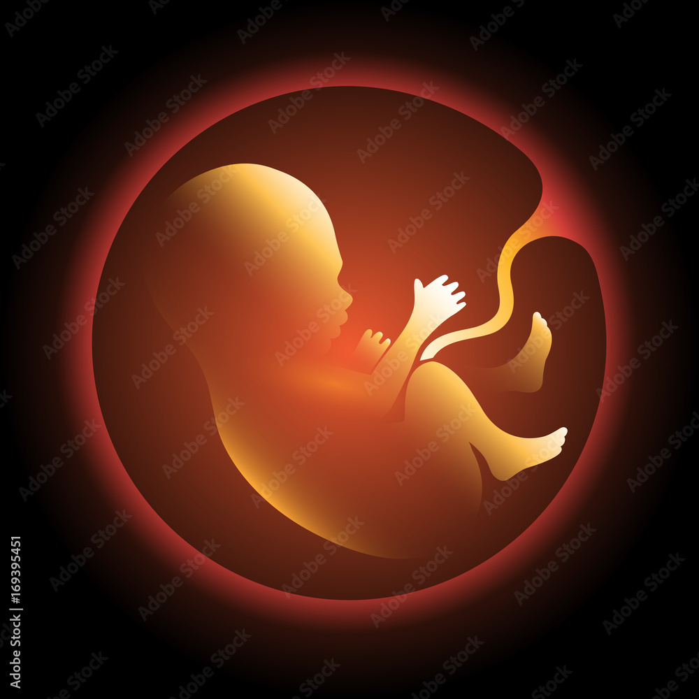 Human fetus in utero vector illustration. Pregnant womb, pregnancy ...