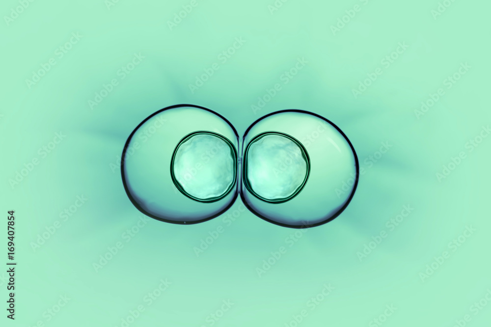 Cells division process, Cell divides into two cells Stock Photo | Adobe ...
