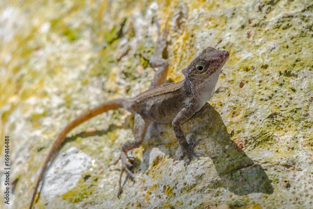 Costa Rica Lizard Stock Photo | Adobe Stock