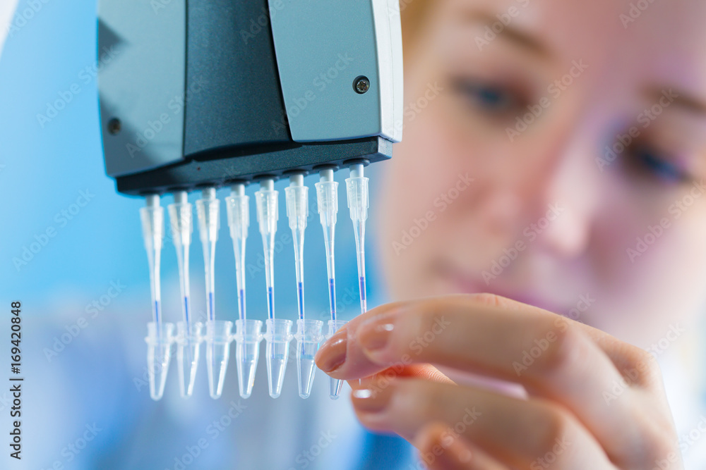using a multi channel pipette for pcr processing in microbiological ...