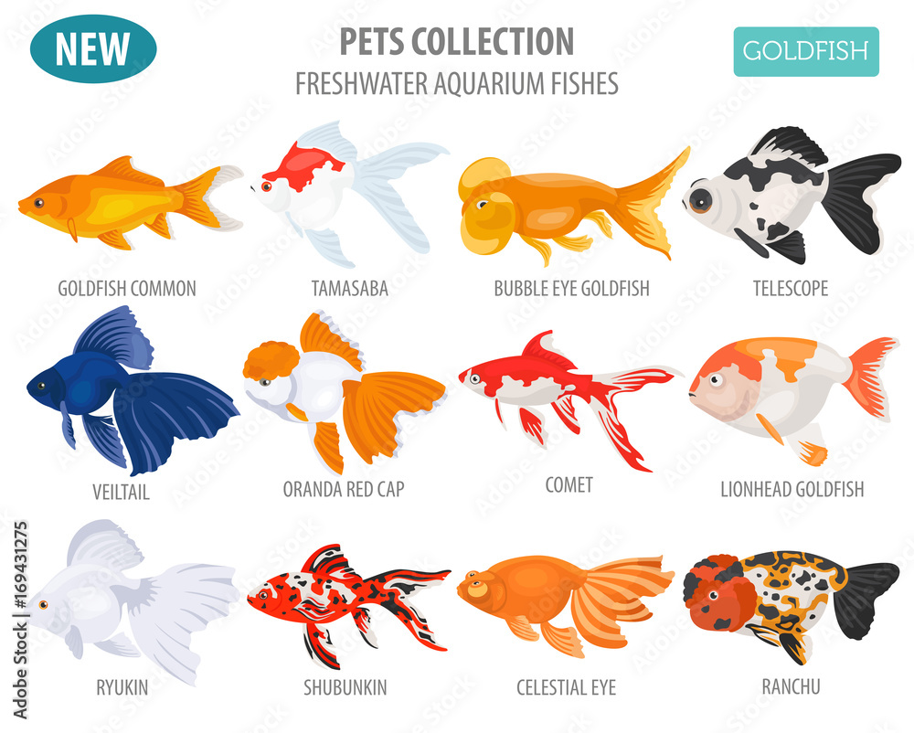 Freshwater Pet Fish Types 21 Most Colorful Freshwater Aquarium Fish