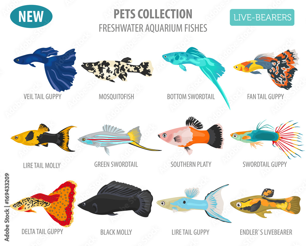 Freshwater fishes breeds icon set flat style isolated on white. Live ...