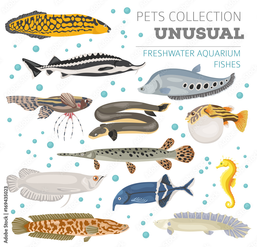 Unusual freshwater aquarium fish breeds icon set flat style isolated on ...
