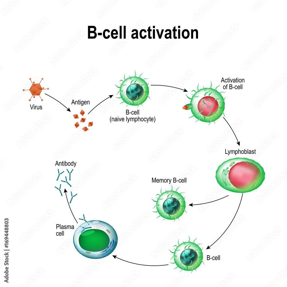 Activation of B-cell leukocytes Stock Vector | Adobe Stock Activation of B-cell leukocytes Stock Vector | Adobe Stock