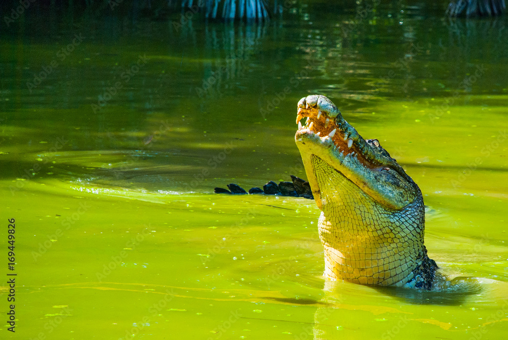 Crocodiles at Crocodile Farm. Sarawak. Borneo. Malaysia Stock Photo ...