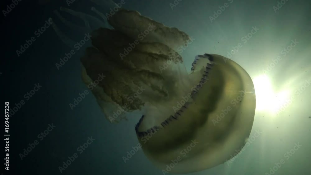 Rhizostoma pulmo, commonly known as the barrel jellyfish, the dustbin ...
