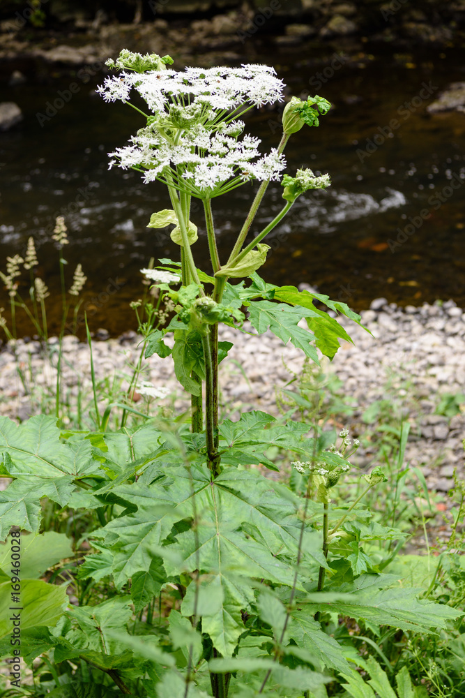 Giant Hogweed, an invasive species which causes dangerous burns ...