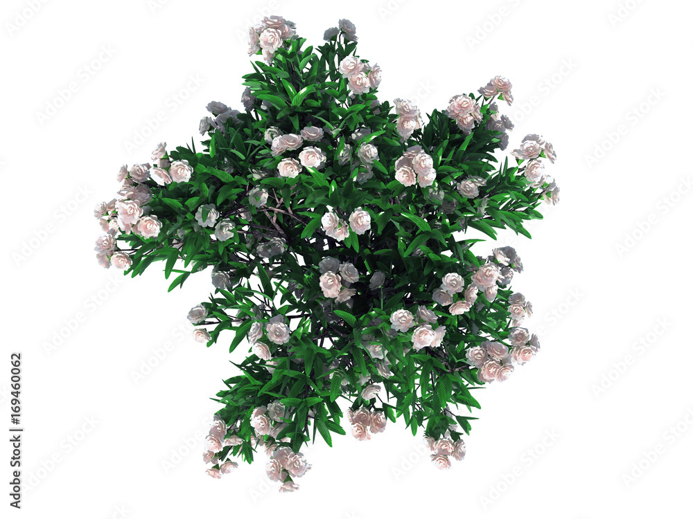 Flowers Shrub Plan View