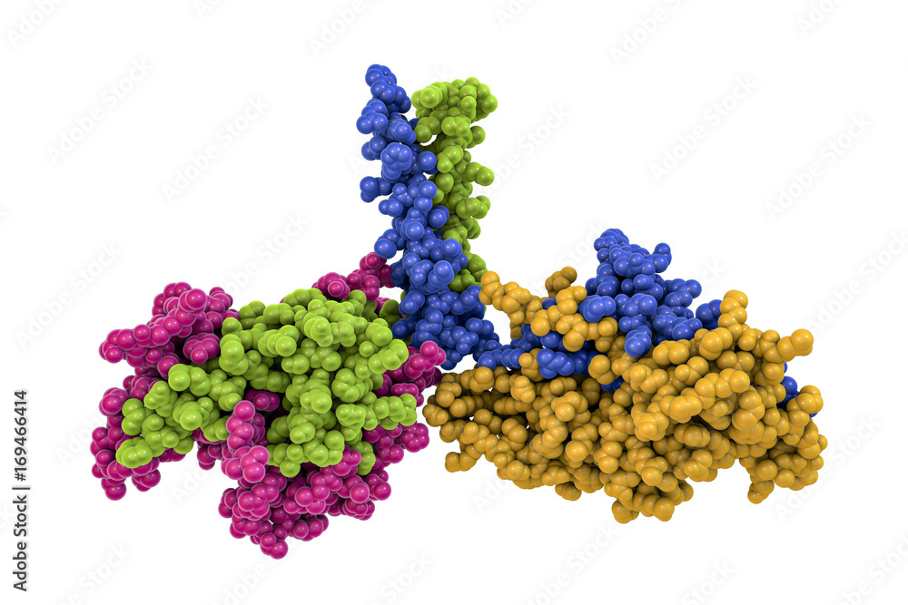 Kinsein, a motor protein which takes part in intracellular transport ...
