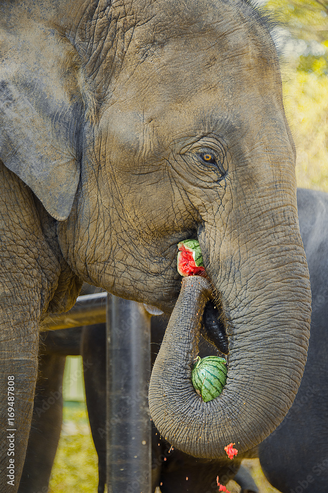 ELEPHANT MUNCHING WATERMELON. An elephant grabs a watermelon with his ...