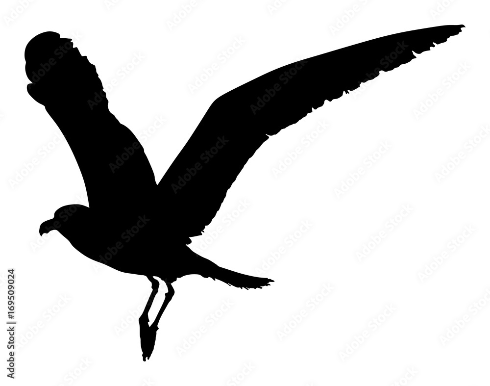 Seagull fly vector silhouette isolated on white background, wings ...