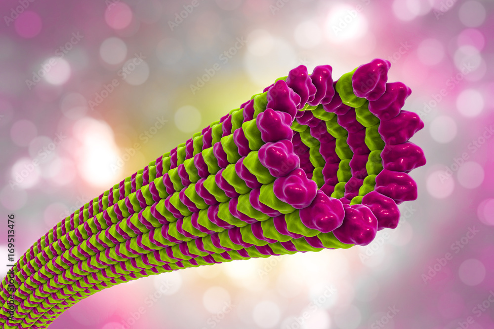 Microtubule, 3D illustration. A polymer composed of a protein tubulin ...